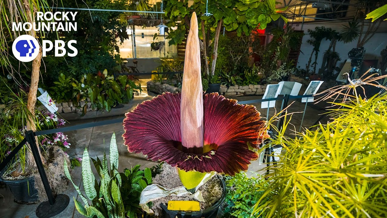 The science behind a corpse flower - YouTube