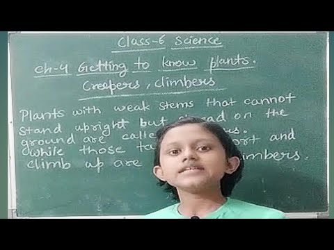 Class-6 Getting to know plants/Creepers/Climbers/Stem/Definition # ...