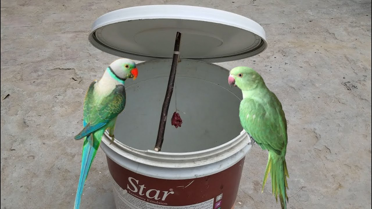 Simple Bird Trap Technology Make From Bucket At Home Very Easy Bird Simple Bird Trap Technology Make From Bucket At Home Very Easy Bird