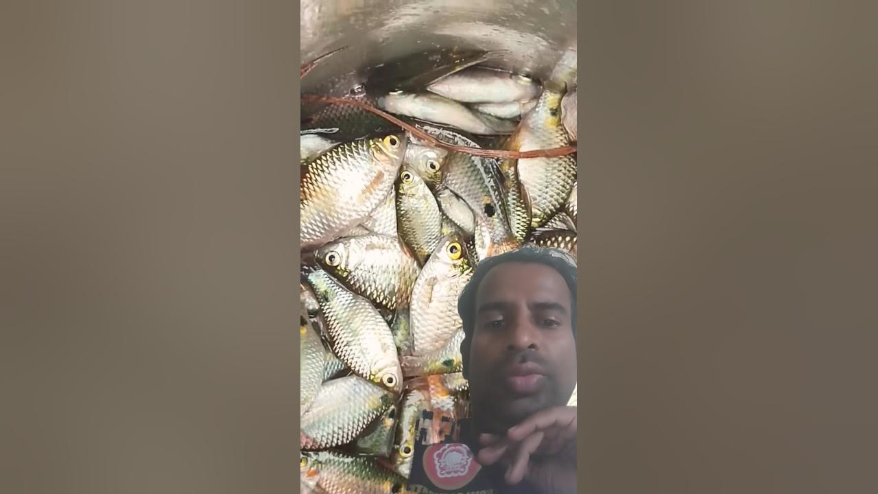catch em all fishing#smallfishes #fish #100k - YouTube