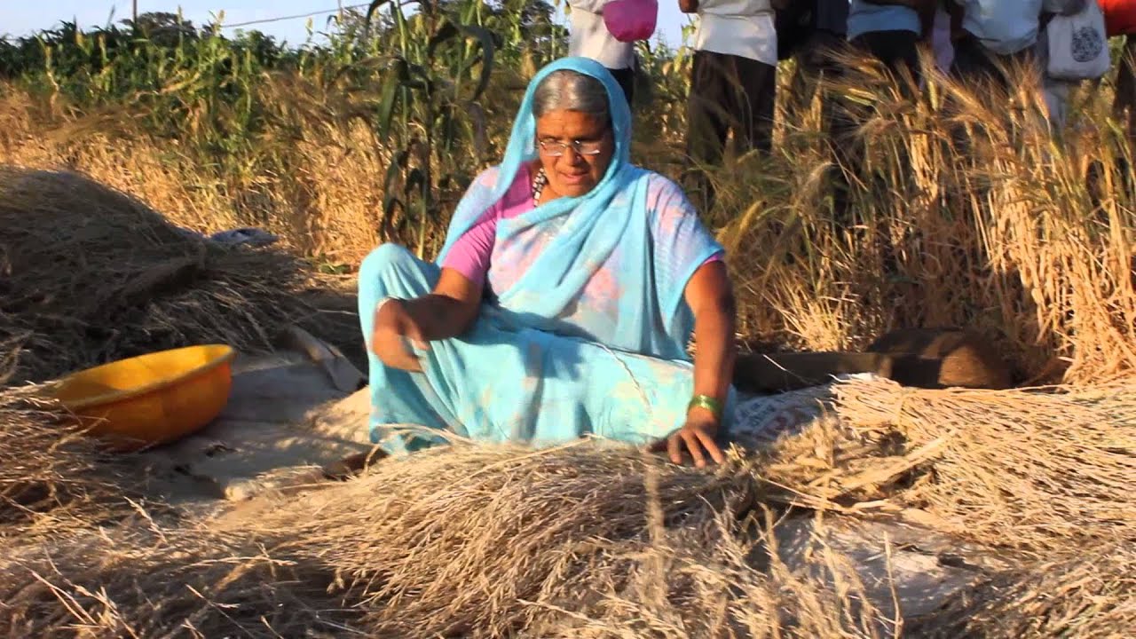 Separating the wheat from the chaff in India - YouTube