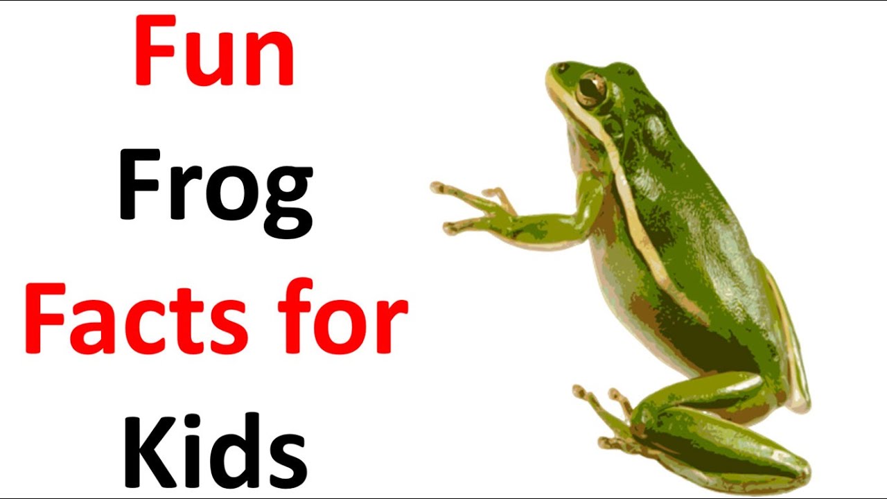 Fun Frog Facts For Kids YouTube fun-frog-facts-for-kids-youtube