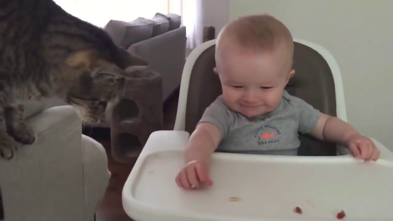 Babies Can't Stop Laughing and Giggling at Cats Funny Baby and Cat ...