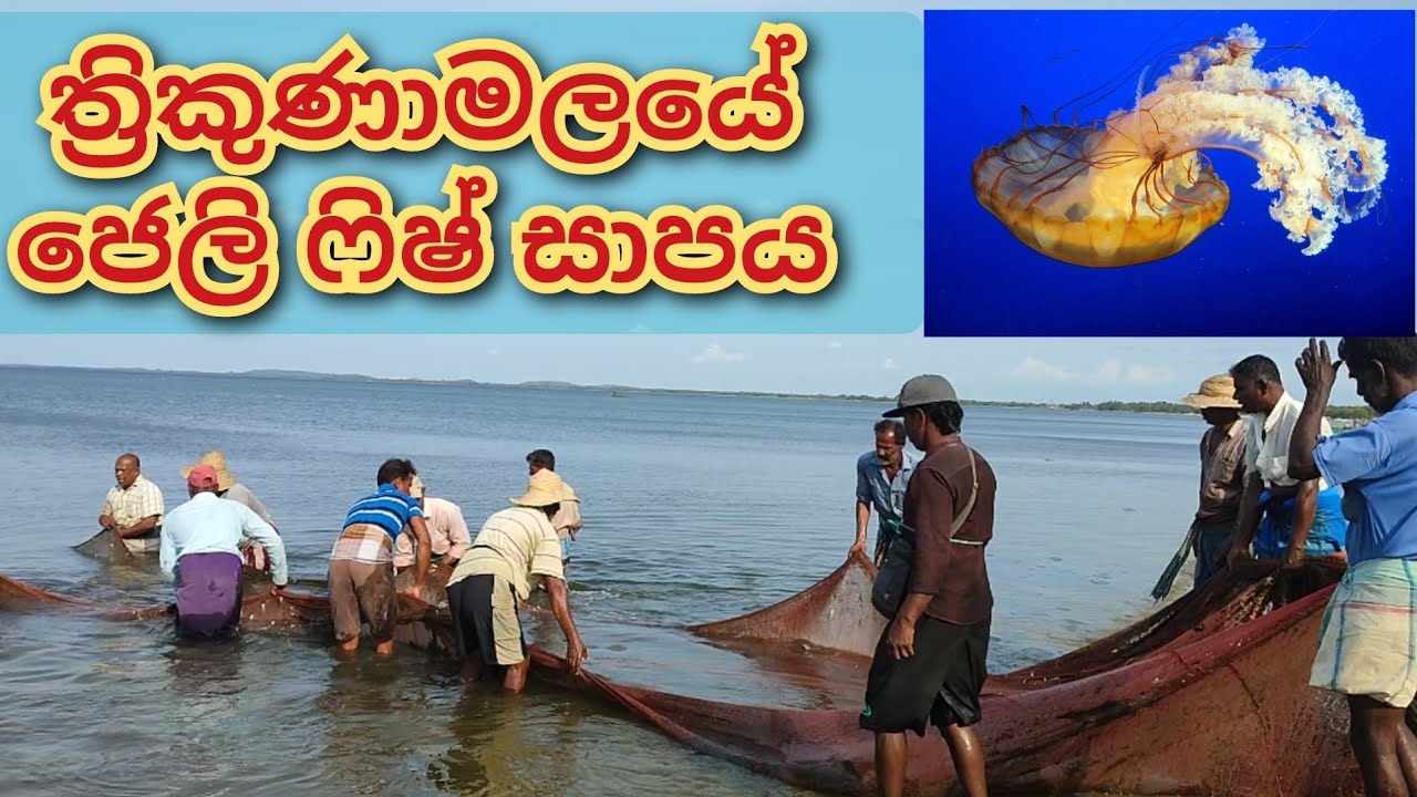 මාළු නිසා දිවි පුදන අවාසනාවන්තයෝ | ජෙලි ෆිෂ් | jellyfish |net fishing ...