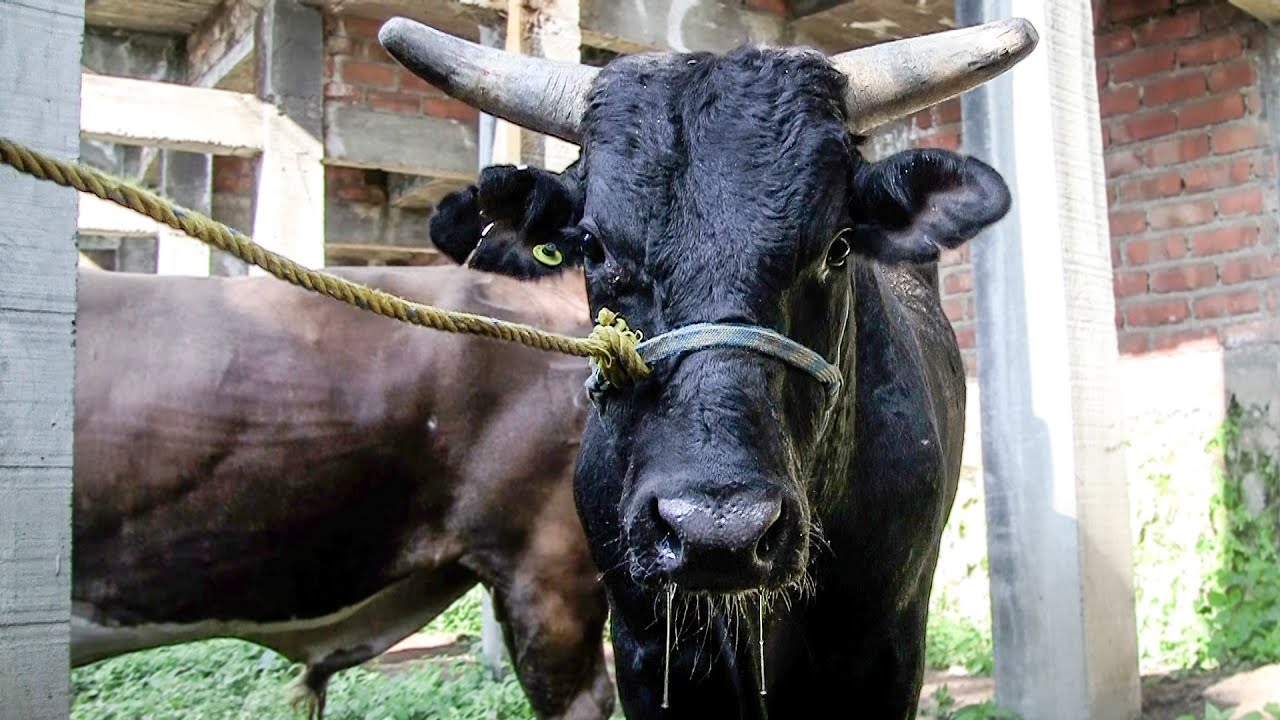QUE TORAZO ES EL DIAMANTE EN BRUTO // Rancho El Farallon En Colomos ...