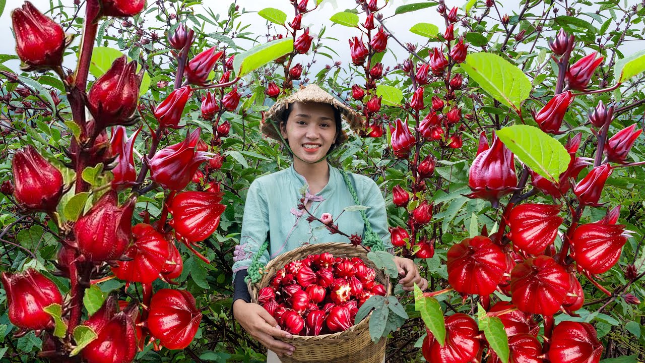 Harvesting RED ATISO FLOWER Goes to market sell | Linda Daily Life ...