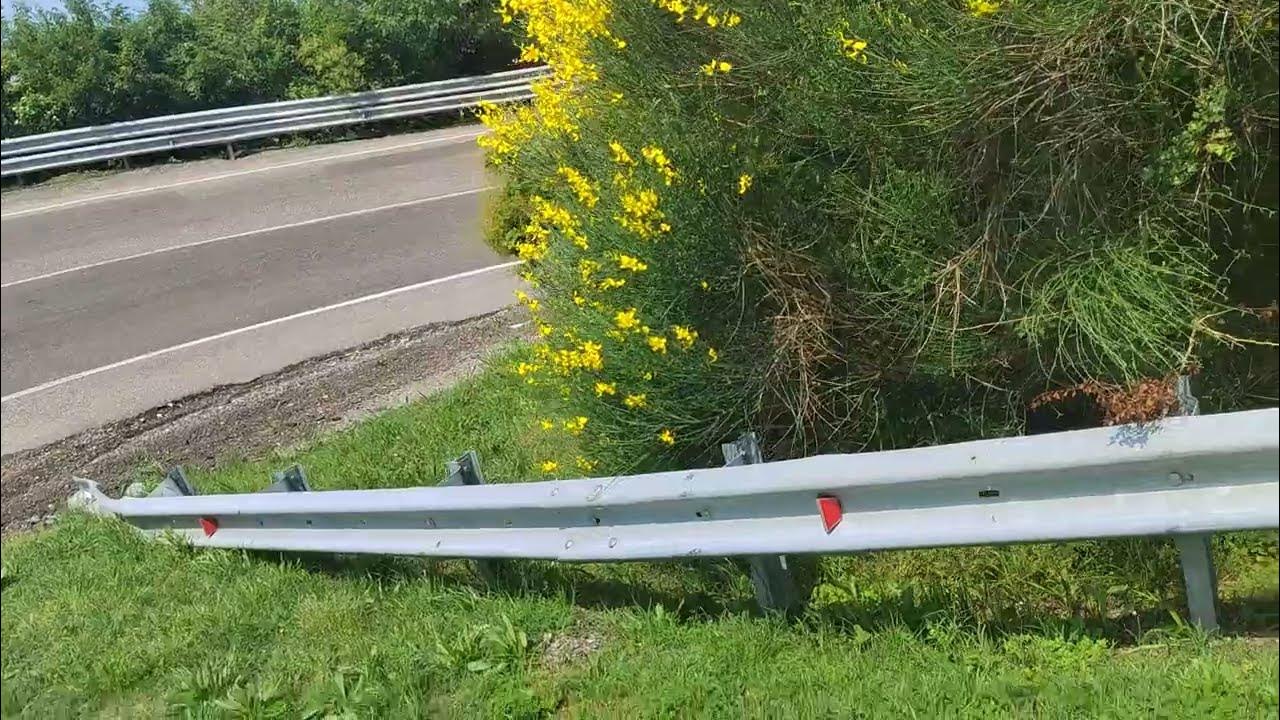 метельник прутьевидный на подъезде к Туапсе - YouTube