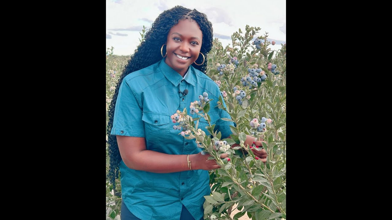 BLUEBERRIES HARVESTING IN ZIMBABWE AFRICA - YouTube