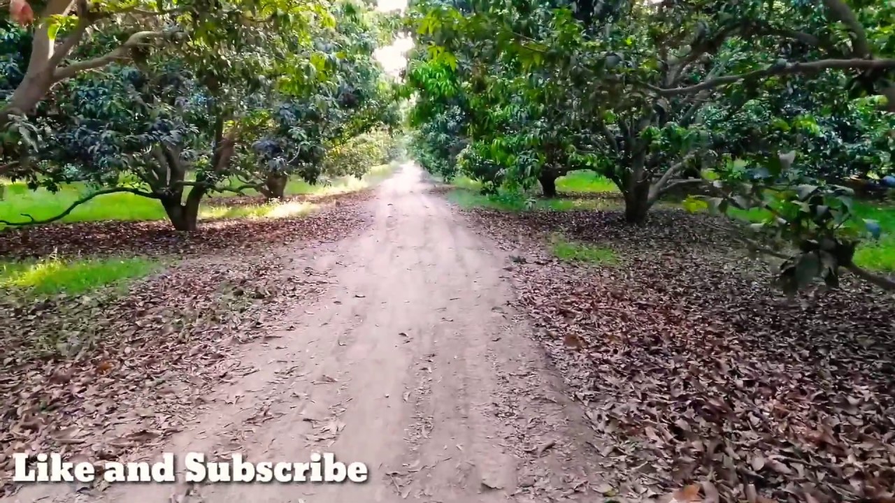 Beautiful Mango garden video.. Mango season starts.. Happy Mango season ...