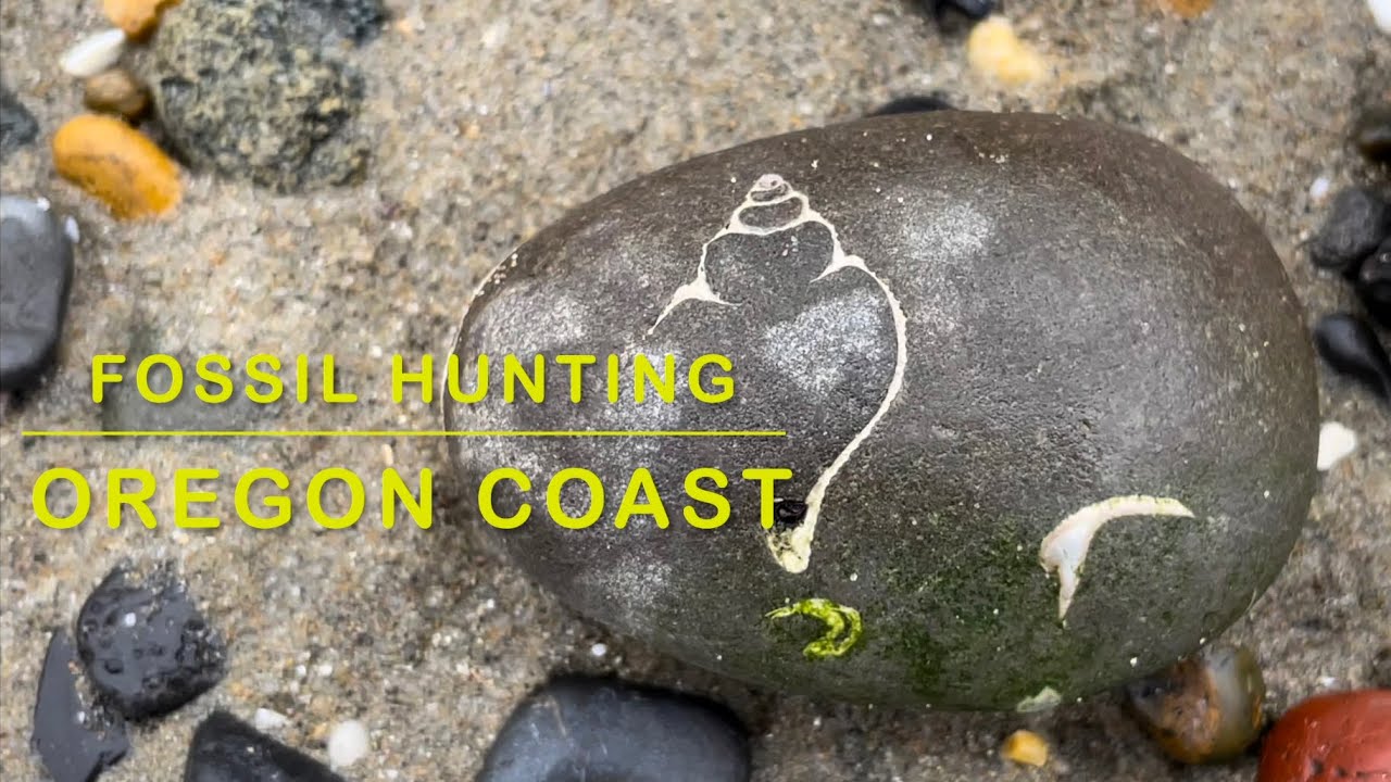 Fossil Collecting (Oregon Coast) - YouTube