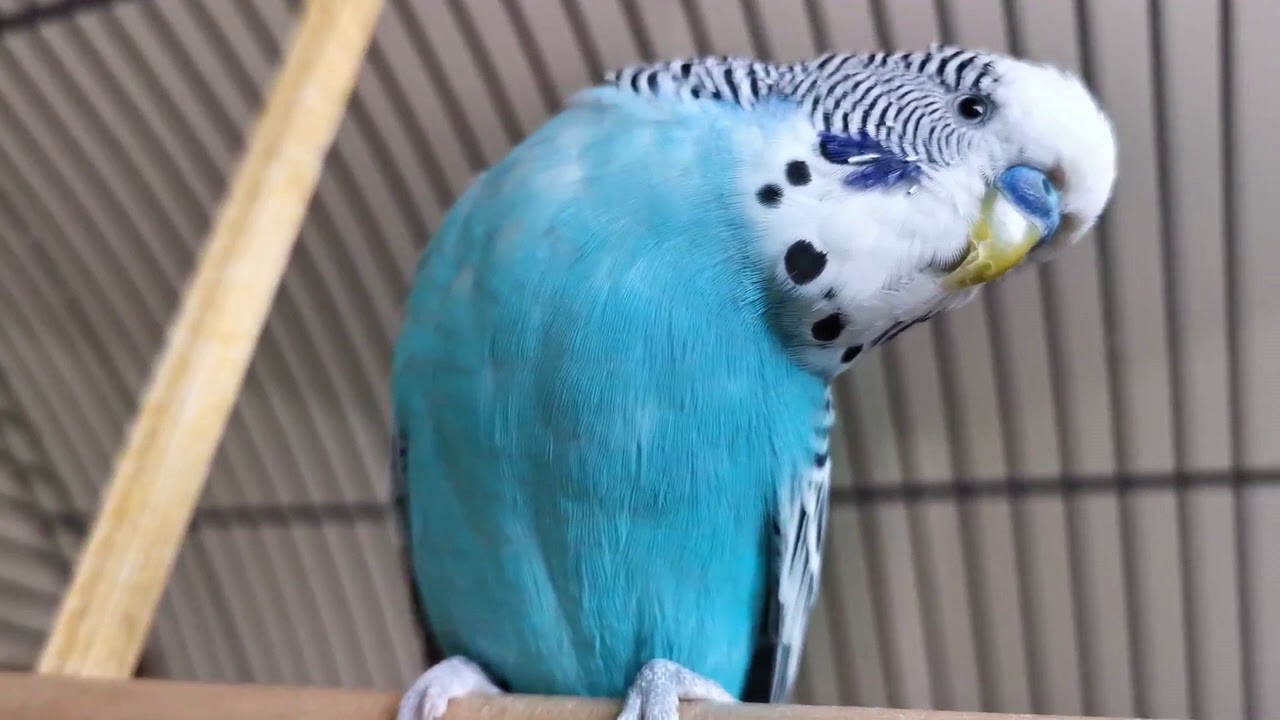 5 Things You Can Do To Relax Your Budgies YouTube 5-things-you-can-do-to-relax-your-budgies-youtube