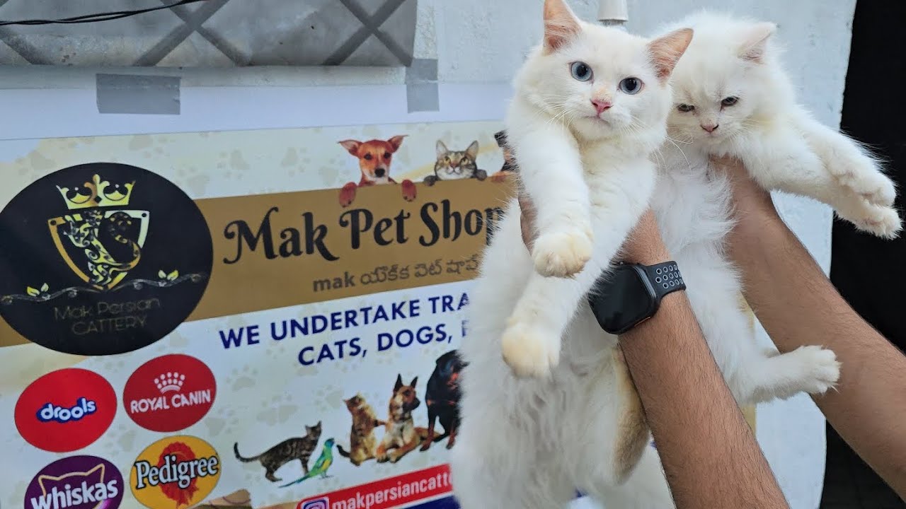 Saste Persian cat's available in Hyderabad at Mak Cattery Noor Khan ...