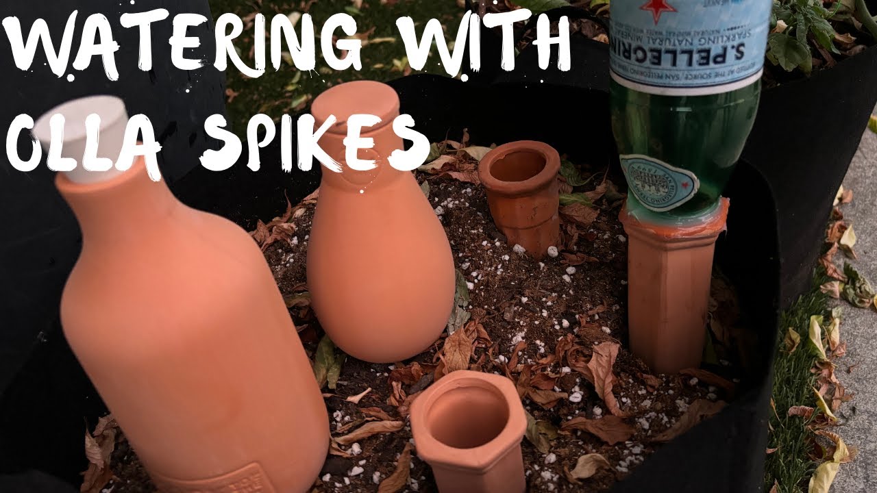 Watering with Olla spikes. $2 vs $20 for regular Olla and wheelchair ...