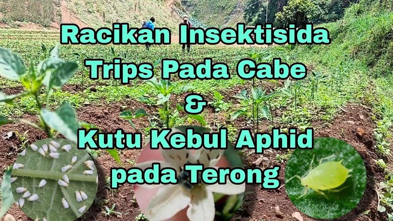 Racikan Insektisida Untuk Trips Pada Cabe & Hama Aphid, Kutu Kebul Pada ...
