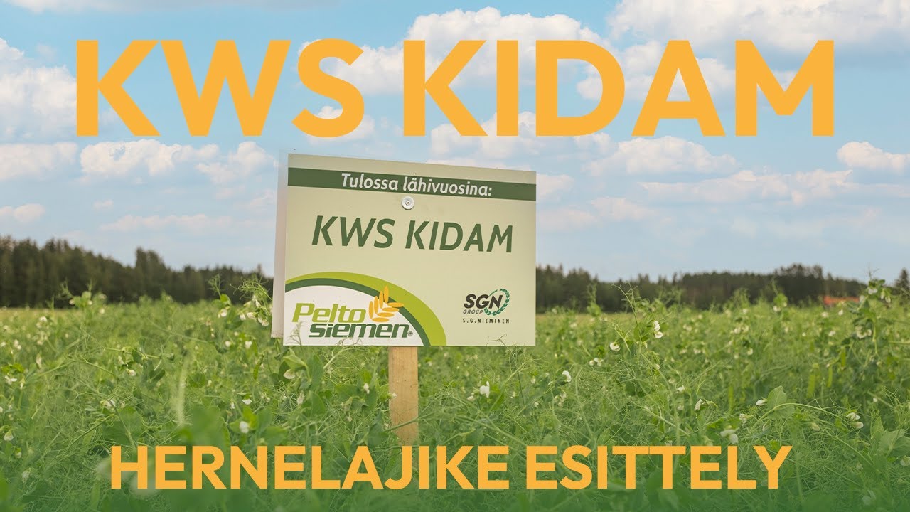 KWS Kidam herne - Erittäin satoisa herneuutuus - YouTube