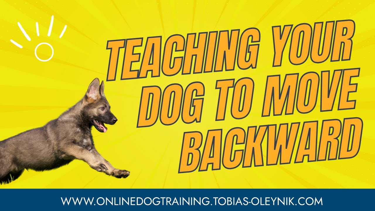 Teaching your dog to move backward - YouTube