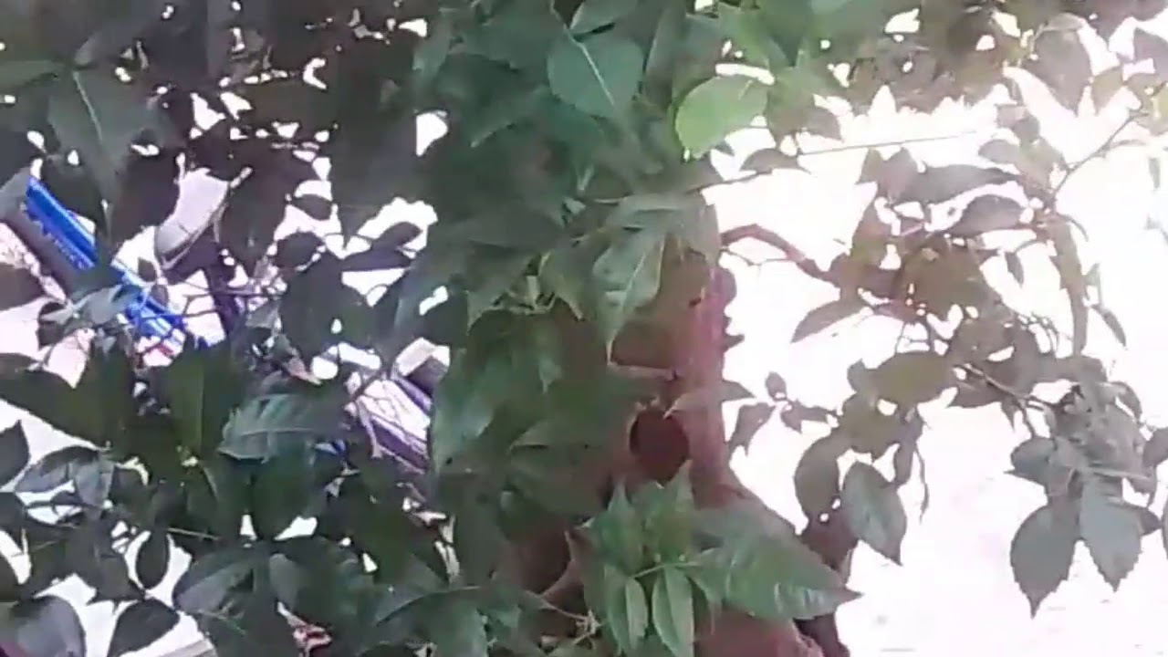 BONSAI TRENGGULUN - YouTube