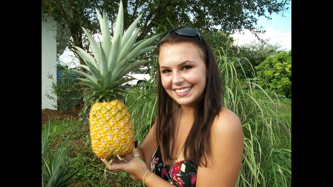 Learn how to cut a pineapple like a pro, STILL IN THE SHELL! - YouTube