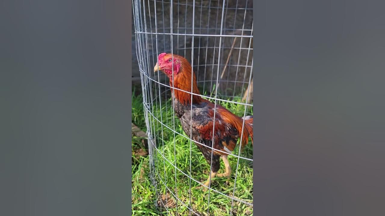 saib qaib ua si Tom vaj phone 916 706 8063 - YouTube