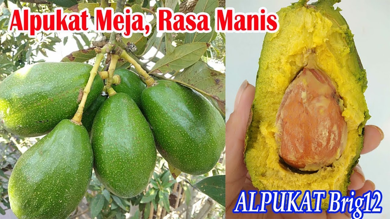 Alpukat Meja Rasa Manis Daging Pulen - Alpukat Brig12 Asal Semarang ...