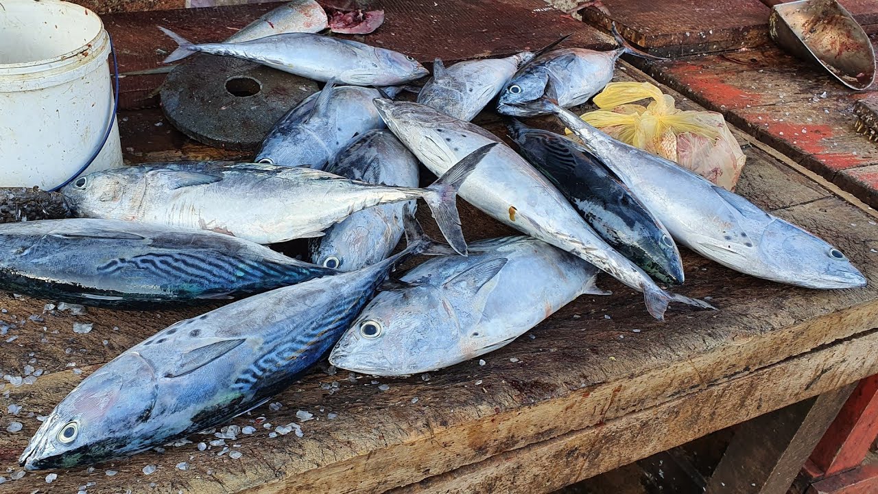 OMG 😱😱 25 Mackerel Tuna Cutting in 3 Minutes | Fresh Mackerel Tuna ...