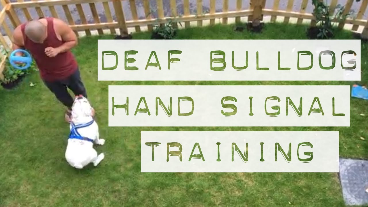 Using The Ball To Teach Deaf Dog Hand Signals English Bulldog YouTube using-the-ball-to-teach-deaf-dog-hand-signals-english-bulldog-youtube