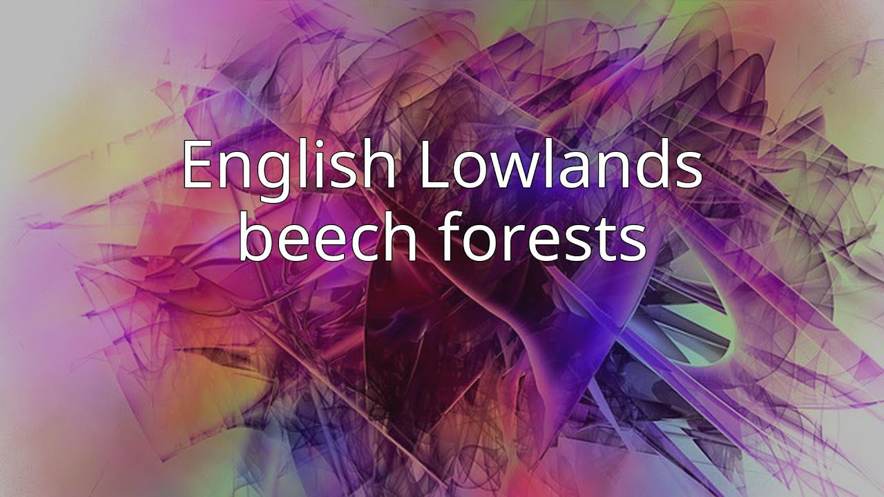 English Lowlands beech forests - YouTube