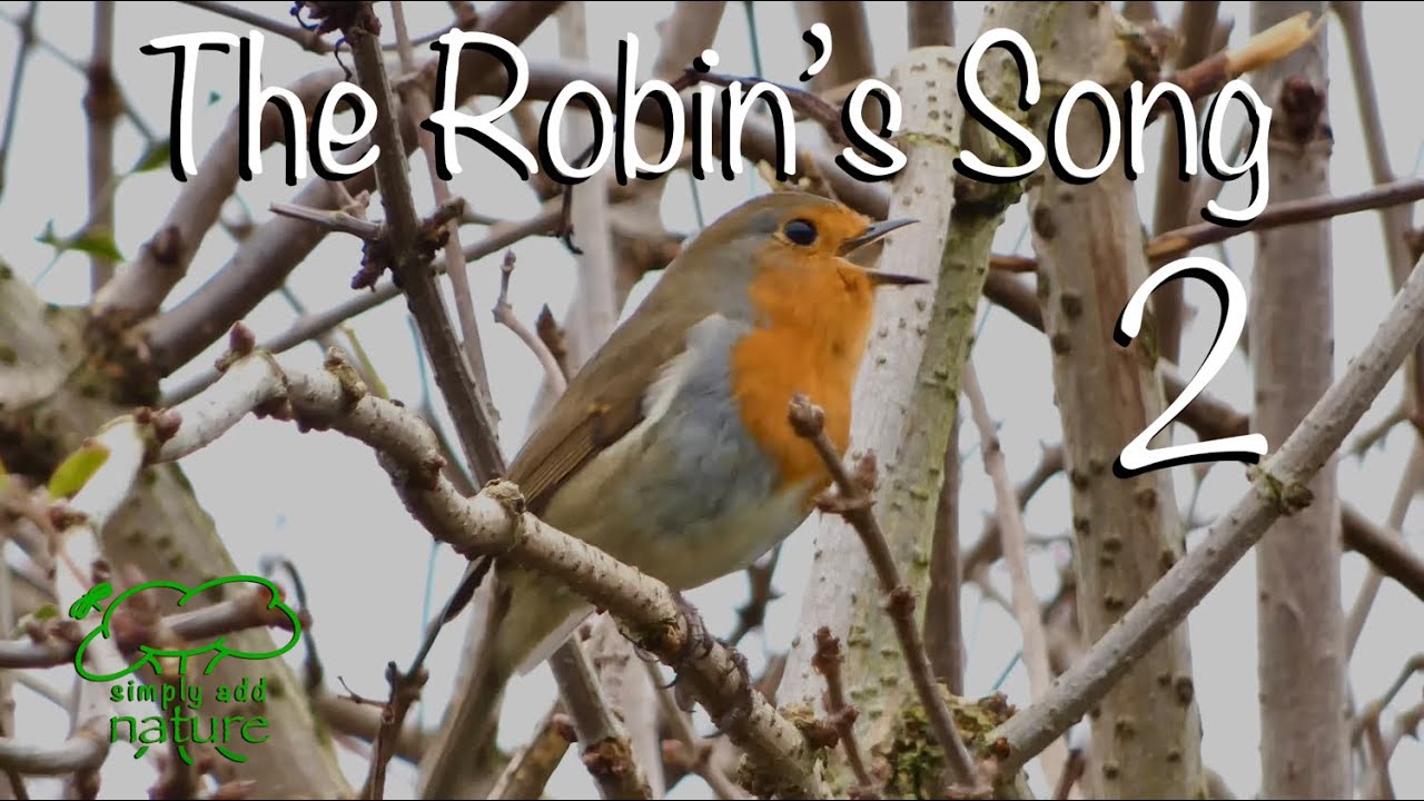 The Robin’s Song 2 UK bird sounds - YouTube