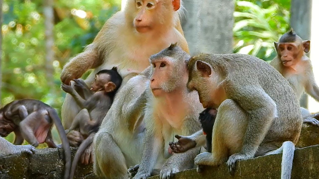 Monkeys gather early morning what happened - YouTube