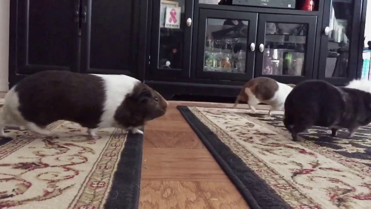 Guinea pigs jumping floor lava - YouTube