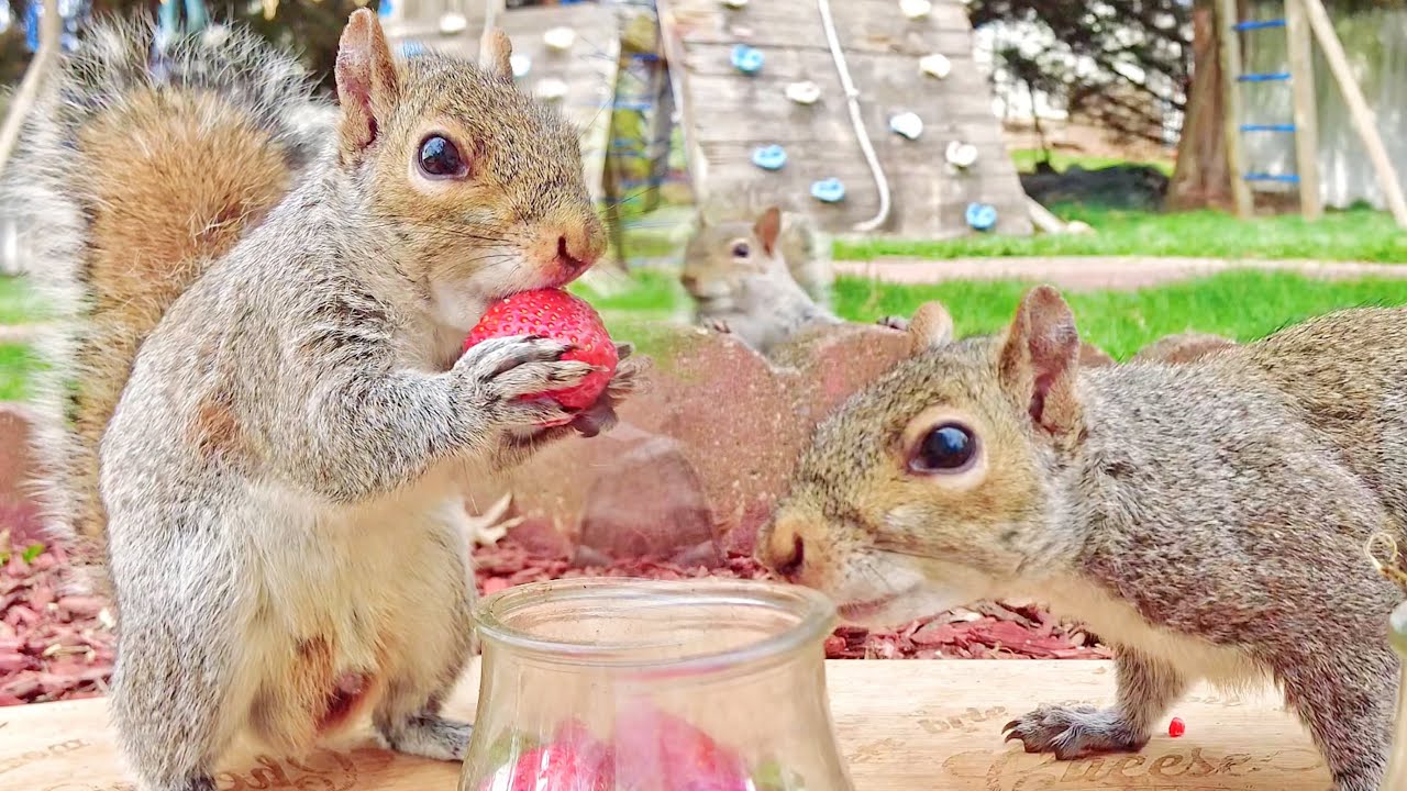 Adorable Squirrels Having a Tea Party and Playful Fights in the ...