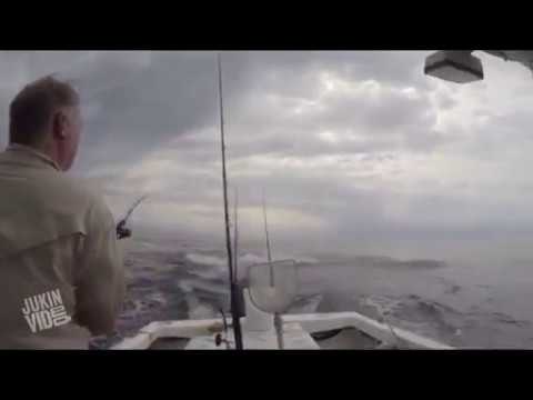 Mako Shark Breaches Fish Out Of Water - YouTube