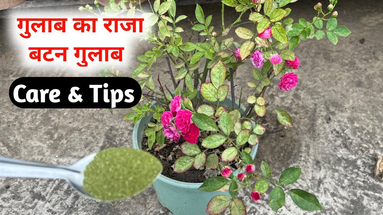How to Care China Rose | Button Rose care in pot at home garden ...