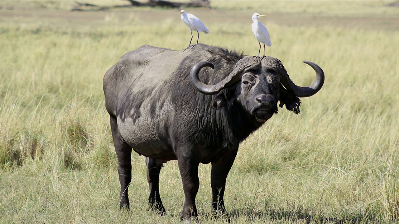 cri du buffle/buffalo cry - YouTube