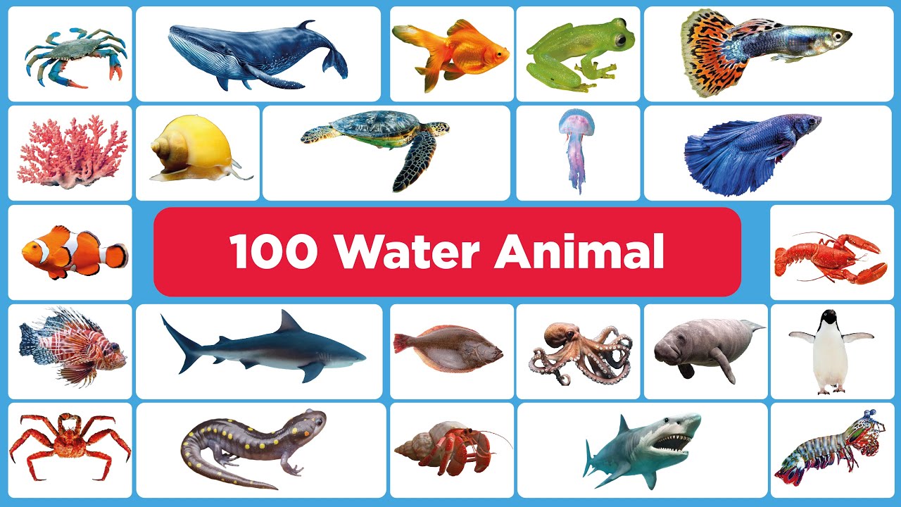 100 water animal Name with Picture II 100 SEA ANIMALS for Kids II Water ...