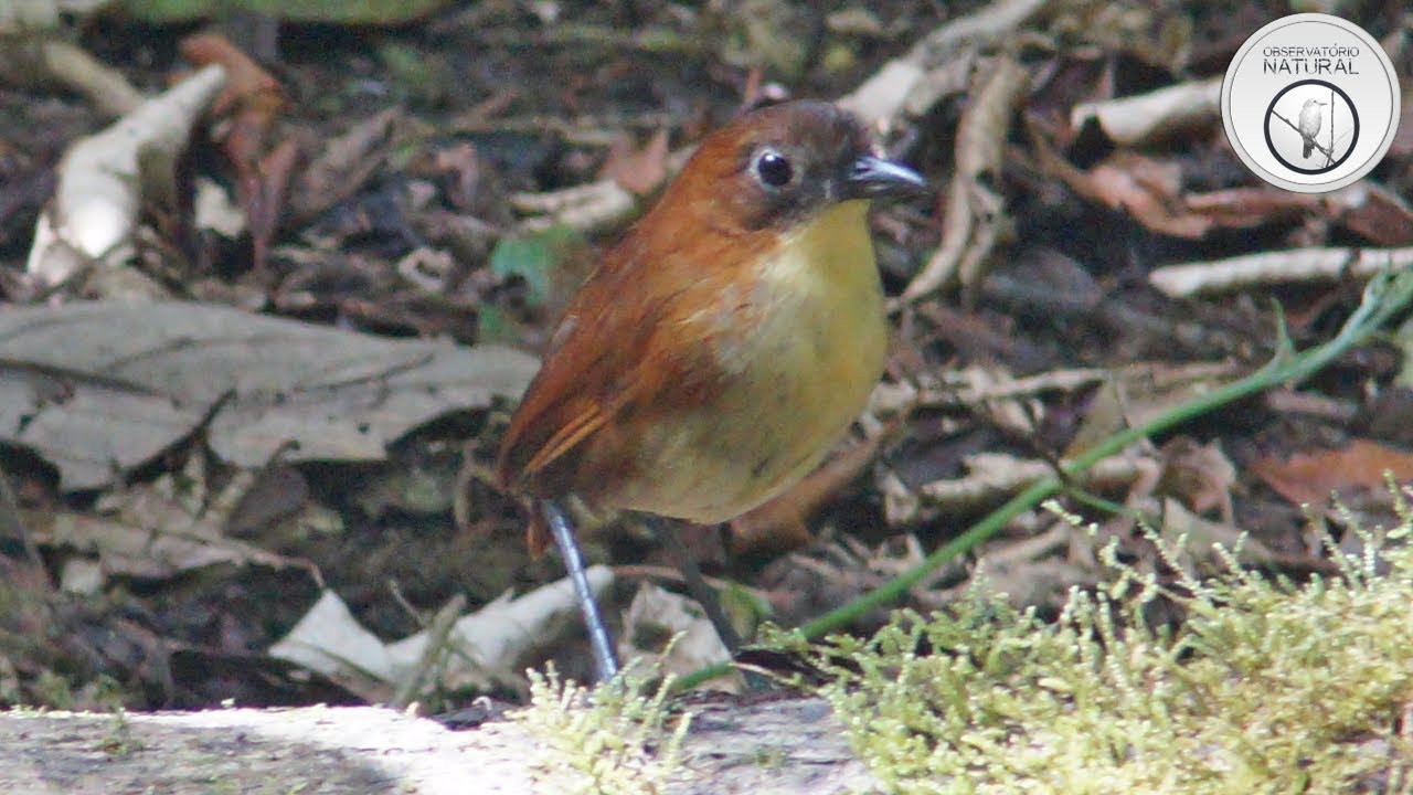 Yellow-breasted Antpitta (Grallaria flavotincta) - YouTube