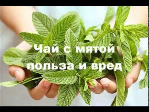 Чай с мятой польза и вред - YouTube