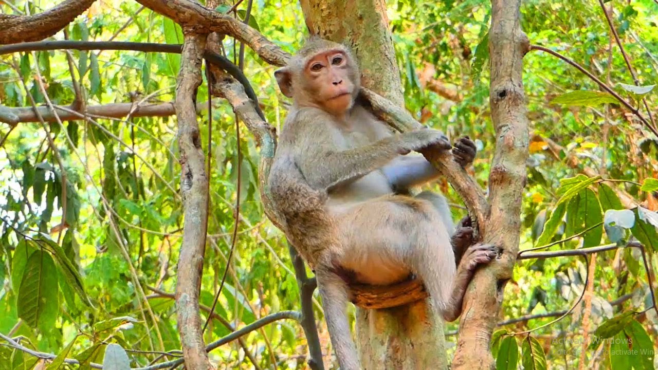 So lovely a little monkey is staying alone on the tree, smart animal on ...