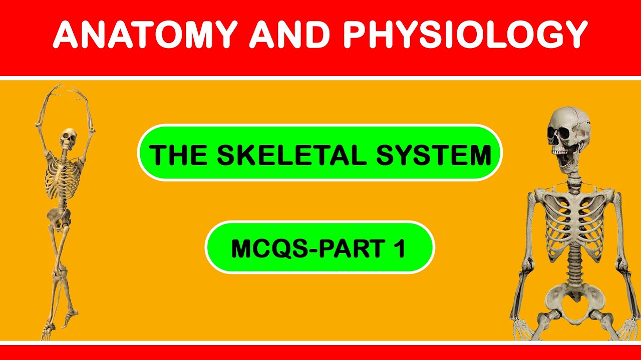 SKELETAL SYSTEM MCQs, PART ONE - YouTube