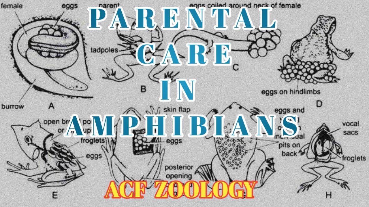 Parental care in amphibia | CSIRNET ZOOLOGY | NEET 2021| Bsc Zoology ...