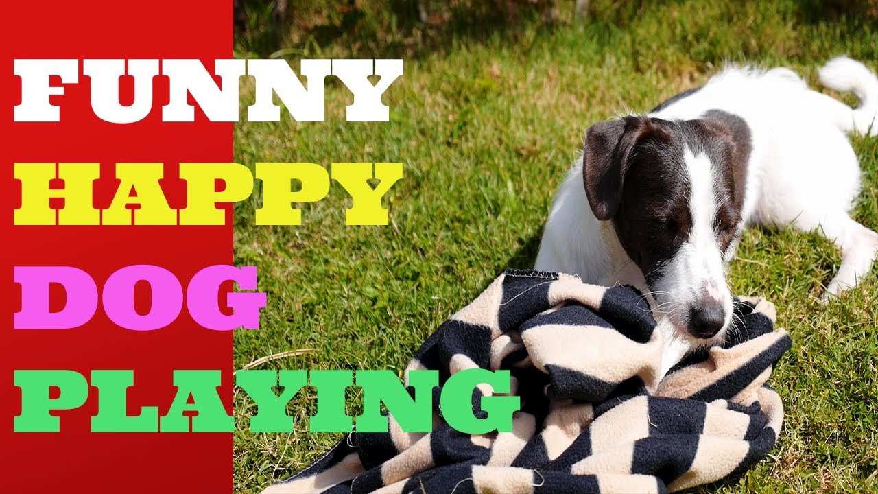 My happy dog playing | How to train dog outside | How to play with ...