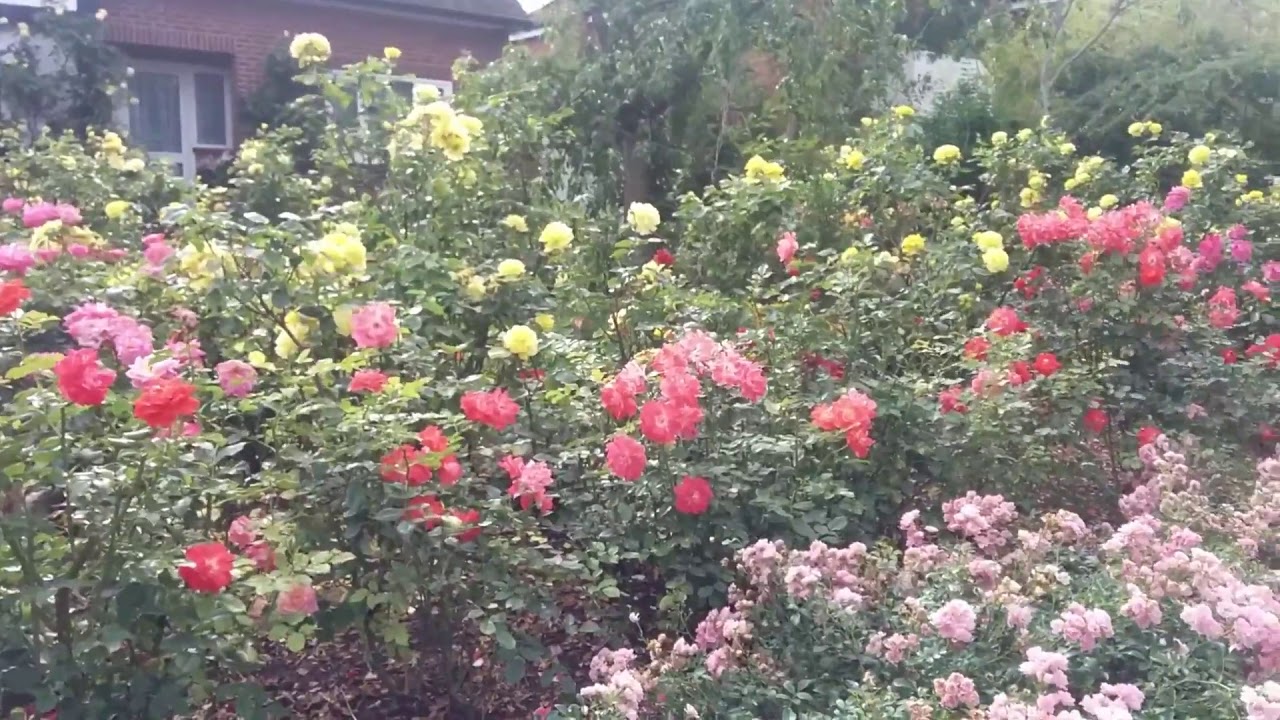 The Rose Garden & Hay Bales. - YouTube