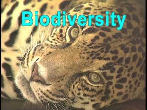 Biodiversity: The Web of Life - YouTube