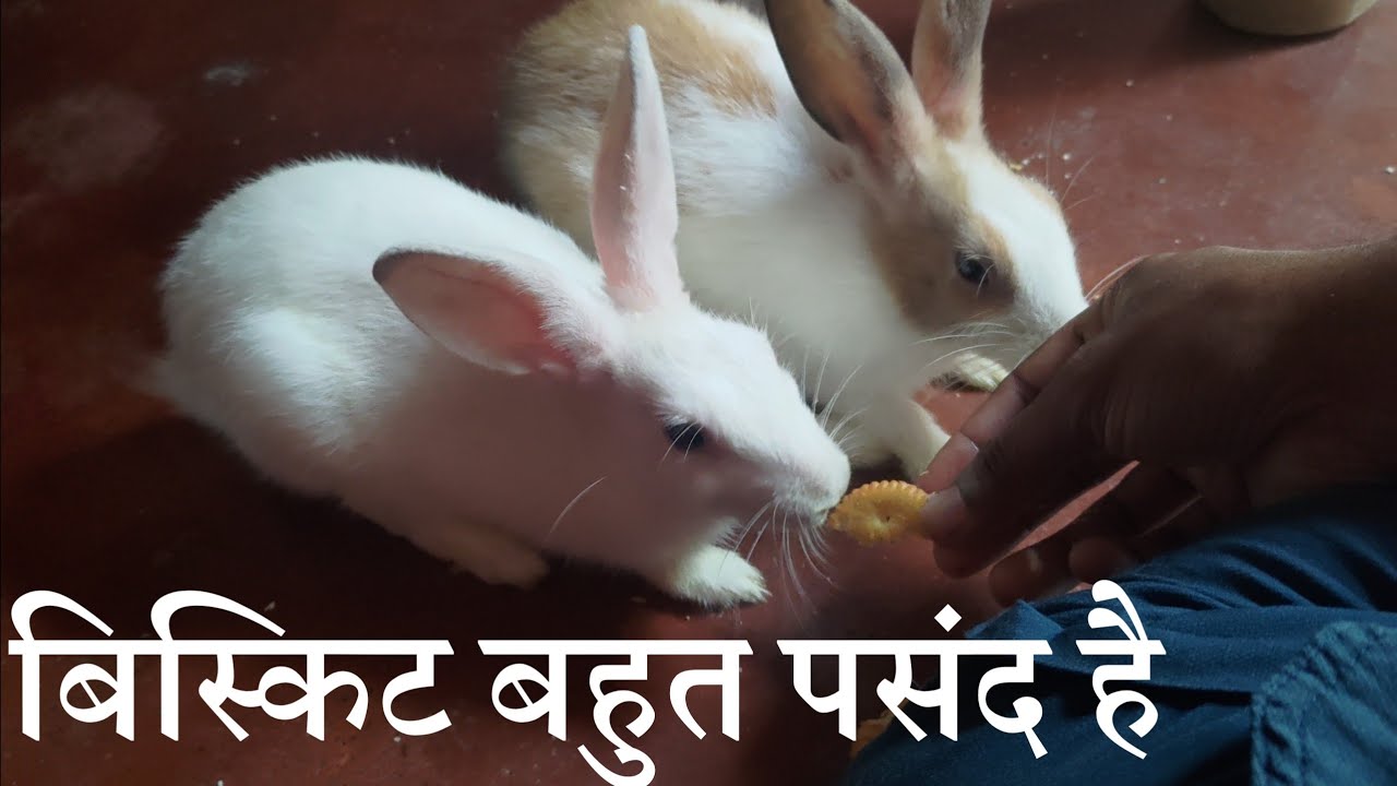 Monaco biscuit eating rabbit and enjoy party - YouTube