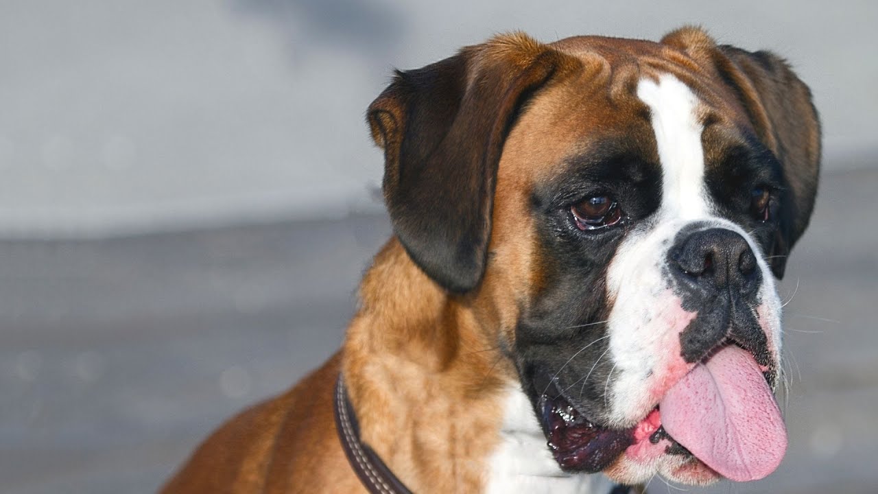Boxer Dogs in Speech Therapy-Can They Help Improve Communication Skills ...