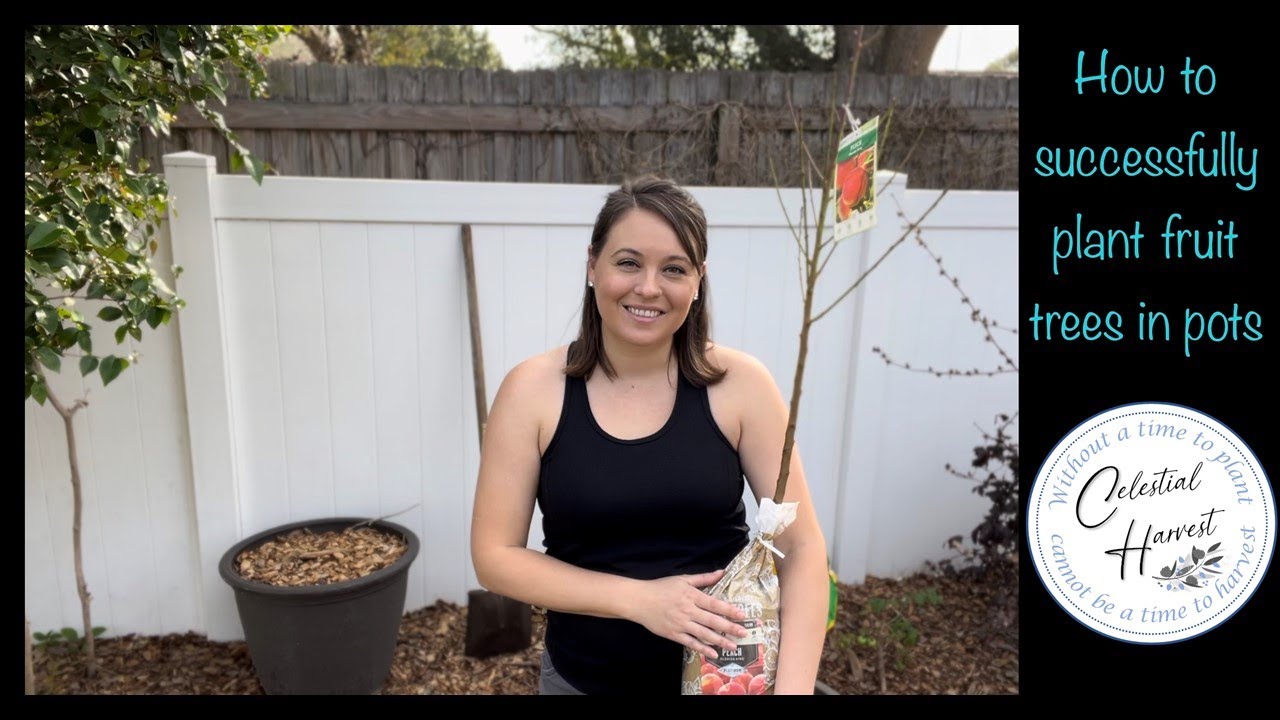 How to Successfully Plant Fruit Trees in Pots: A Step-by-Step Guide # ...