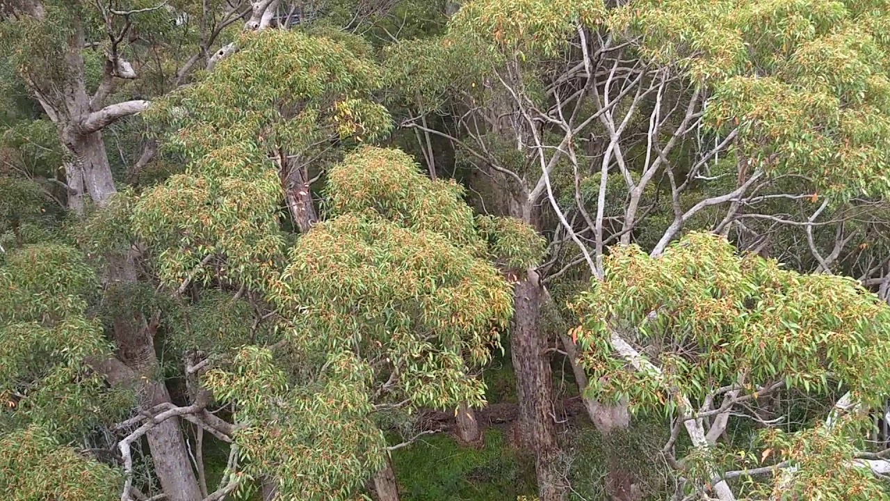 Tree top walk WA. - YouTube