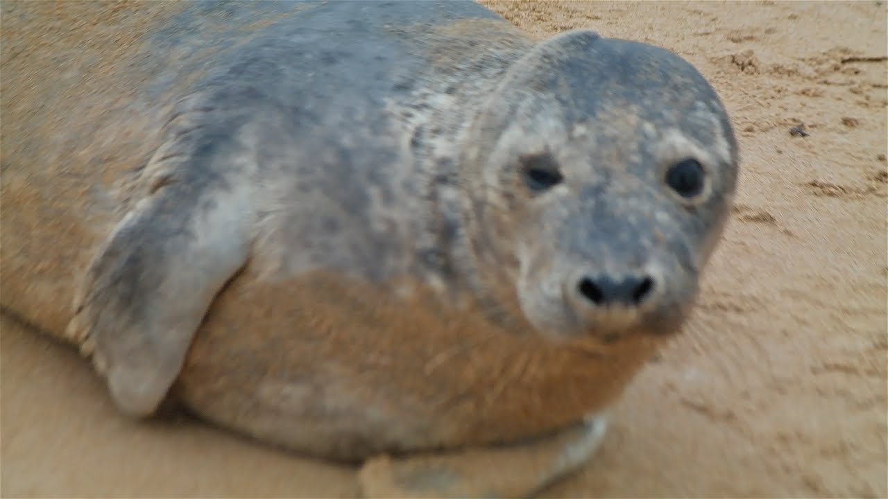 Seals in Fog - Newburgh Seals Beach. - YouTube
