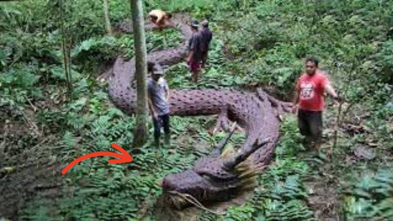 They Recorded It In the Amazon Jungle and No One Could Believe It - YouTube