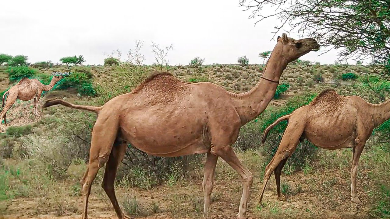 Camel eating Favorite Food Camel best || Camel Group Enjoys || غابة ...